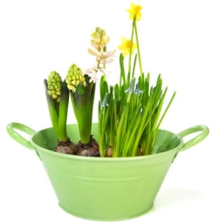 Bulb Fibre Explained - Make your own bulb compost | Gardenseeker.co.uk