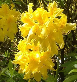 How and When to Prune Azaleas Shrubs