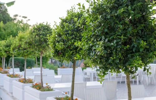 How and When to Prune Bay Trees